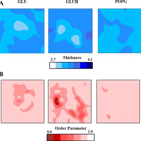 A Bidimensional Xy Map Distribution Of The Bilayer P To P Distance