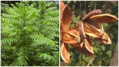 17 Different Types Of Cedar Trees Their Identifying Features