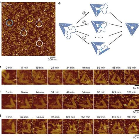 In Situ Visualization Of The Isothermal Folding Reveals The Multiple Download Scientific
