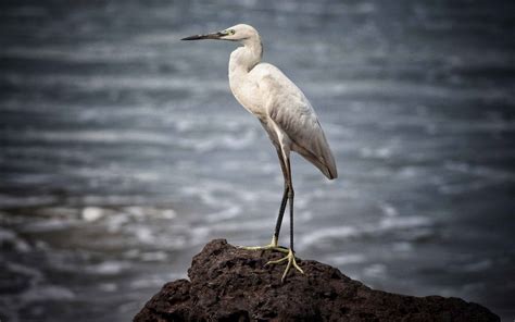 The Bird Mac Wallpaper Download Allmacwallpaper