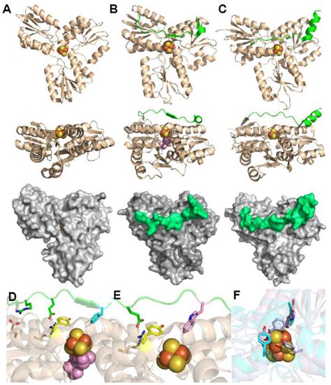 Isph Structures A X Ray Structure And Space Filling Model Of Aaisph Download Scientific
