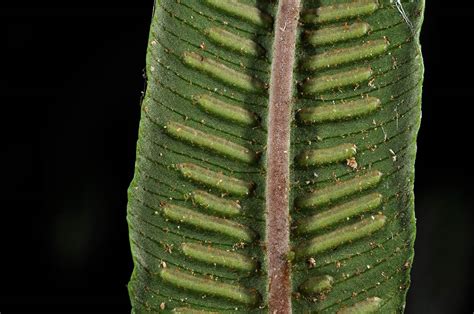 Asplenium Callipteris Aspleniaceae