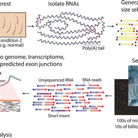 Rna Seq Analysis Flow Chart An Example Rna Seq Analysis Workflow Is