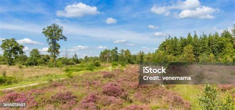 Panorama Jalur Sepeda Melalui Heather Larixbos Yang Mekar Foto Stok