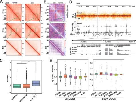 Comparison Of Chromatin Interaction Profiles Between Normal And