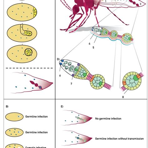 4 Transinfection Methodologies A Embryonic Microinjection Process Download Scientific