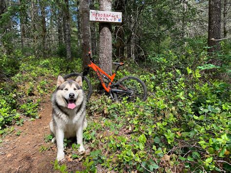 Head Banger Hookup Mountain Biking Trail Campbell River