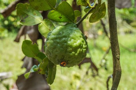 라임 감귤류 과일 Pixabay의 무료 사진 Pixabay