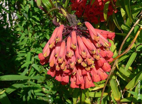 Bomarea Pacific Bulb Society