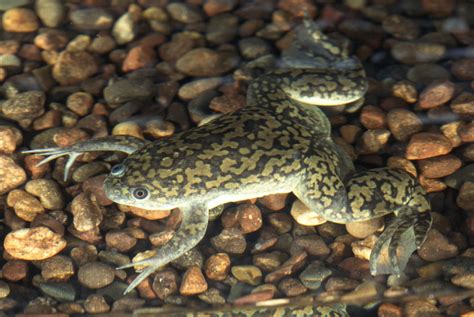 African Clawed Frog Care Amphipedia