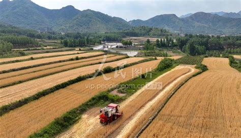 山东邹平山区小麦迎来收获季 人民图片网