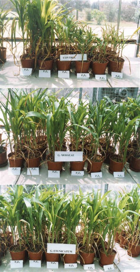 Effect Of P And Zn Application On Maize Growth With And Without