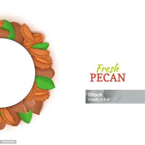 반원 프레임 피칸 너트로 이루어져 있습니다 벡터 카드 그림입니다 포장 디자인 식품 버터 기름 너트 양 개 암 나무 프레임 셸 셸에서 헤이즐넛 과일 화장품 크림을 해독 건강한