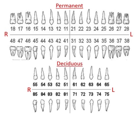 Timing Of Eruption Flashcards Quizlet