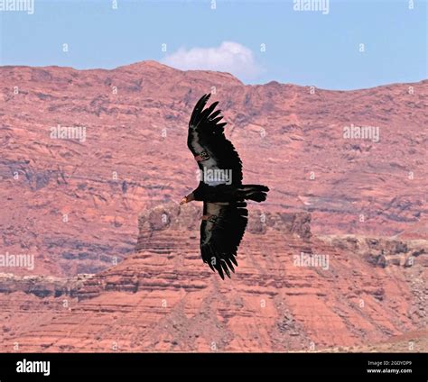 Marble Canyon Arizona Usa 11th Aug 2021 California Condor Flies