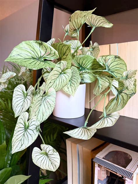 Plantish Bundles Curated Home And T Sets That Make Life Greener