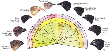 Beaks The Ultimate Multi Tool The Wild Bird Warble