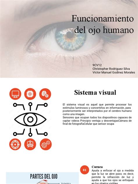 Presentacion Funcionamiento Del Ojo Humano Pdf Ojo Humano Percepción Visual