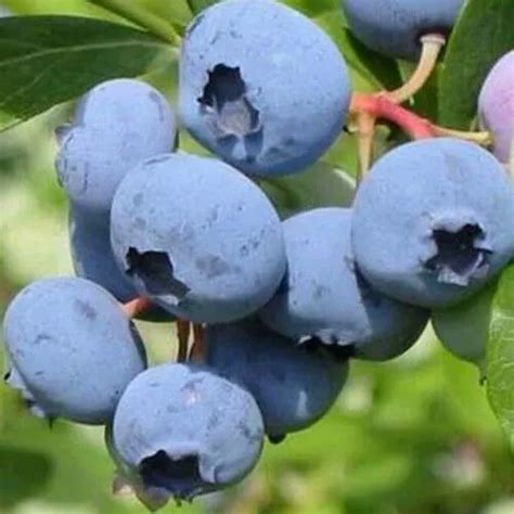 Голубика ДАРРОУ купить в Челябинске недорого, цена