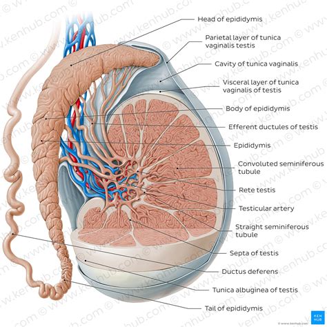 Epididymis Anatomy And Histology Kenhub