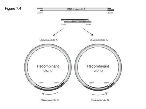 Ppt Lecture 10 Chapter 7 Recombinant Dna Vector Design And
