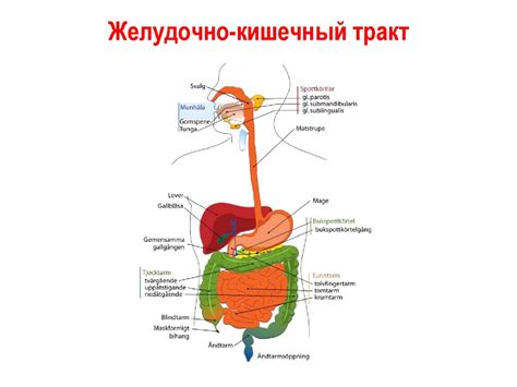 Лабораторная диагностика болезней желудочно кишечного тракта презентация онлайн