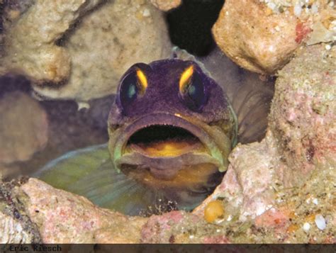 Jumpin Jawfish