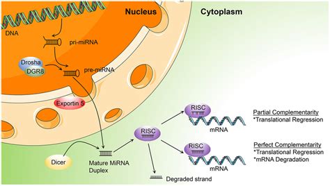 Illustration Of The Process Of Microrna Mirna Biogenesis And