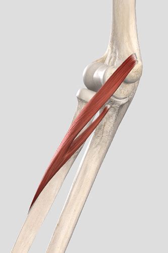 Svaly Horní Končetiny Flashcards Quizlet