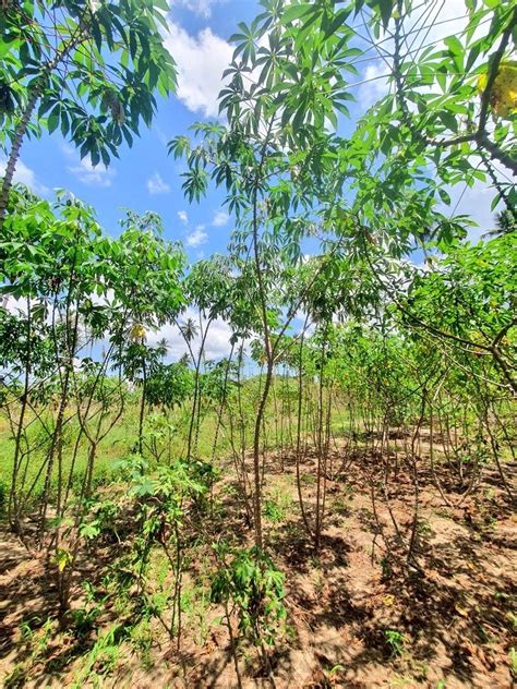 Samar Sheat On Linkedin Tanzania Resistance Cbsd Cmd Cassava
