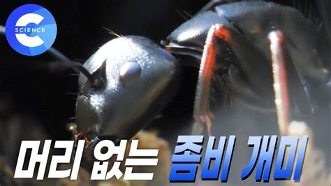 머리가 없어도 움직이는 개미 😱 개미가 좀비가 된 이유는 Youtube
