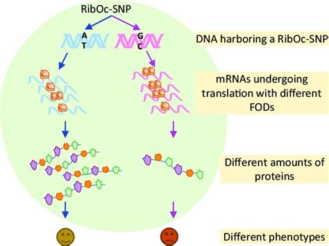 Predicting Functional Consequences Of Snps On Mrna Translation Via Machine Learning Pmc