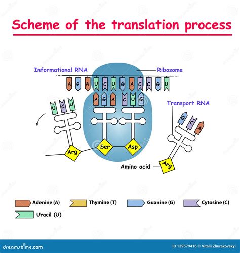 Scheme Of The Translation Process Syntesis Of Mrna From Dna In The