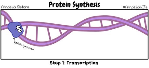 Protein Synthesis  By Sarinasunbeam On Deviantart