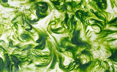 Controlling String Algae Resources Blog Ponds Seawalls Fountains More Pond Place Of