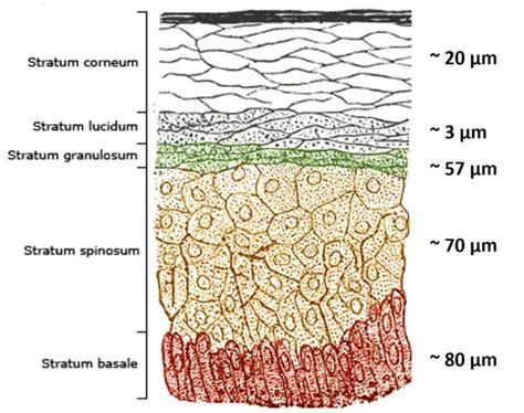 Schematic Representation Of The Epidermis Structure Indicating The Download Scientific Diagram