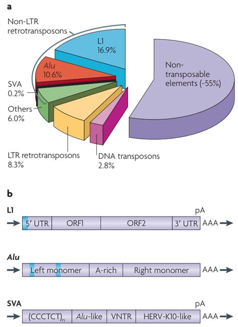 One Tip Per Day Classes Of Transposable Elements Te