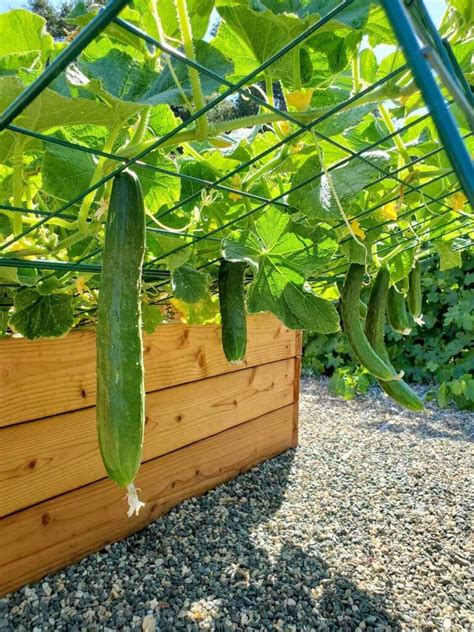 Explore 20 Cucumber Trellis Ideas For A Bountiful Harvest