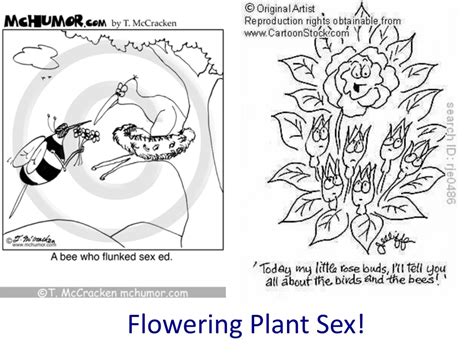 Ppt Flowering Plant Sex Powerpoint Presentation Free Download Id