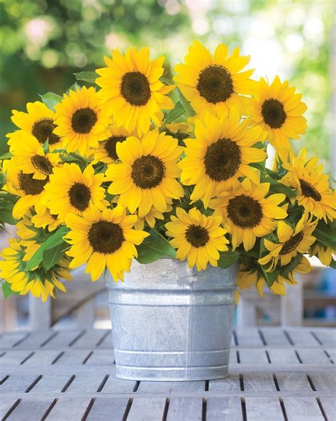 22 Beautiful Sunflower Varieties To Brighten Your Garden