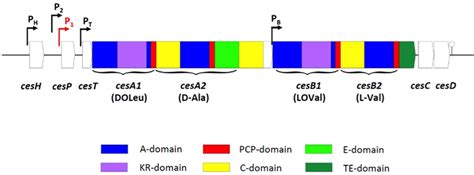 Genetic Architecture Of The Cereulide Synthetase Gene Cluster