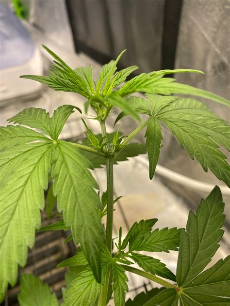 Rdwc Hydroponic Setup With Water Chiller Grow Room Ilgm Growers Forum Free Cannabis