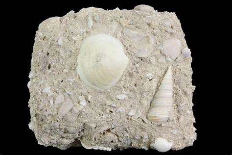 Eocene Fossil Gastropod Sigmesalia And Clam Damery France 73829 For Sale