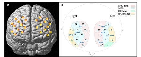 Figure 1 From Linking Resting State Networks In The Prefrontal Cortex To Executive Function A