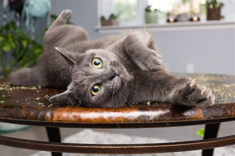 Pet Photographer Captures Cats Going Crazy For Catnip