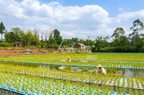 重庆种植水上稻 人民图片网