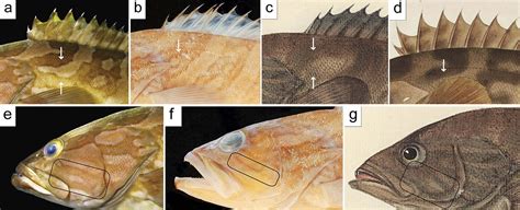 Species New To Science Ichthyology • 2024 Epinephelus Randalli