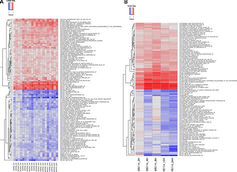 Heatmap Of The Average Gene Set Expression Of The Most Enriched Gene