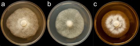 Phytophthora Timescambivora Idphy