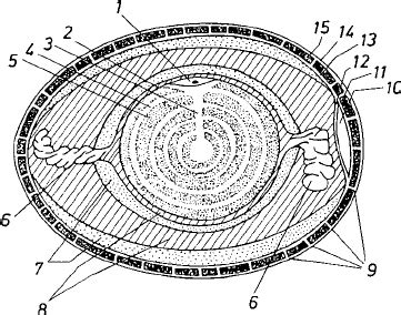 1 Cross Section Of A Chicken Egg A Schematic Representation Egg
